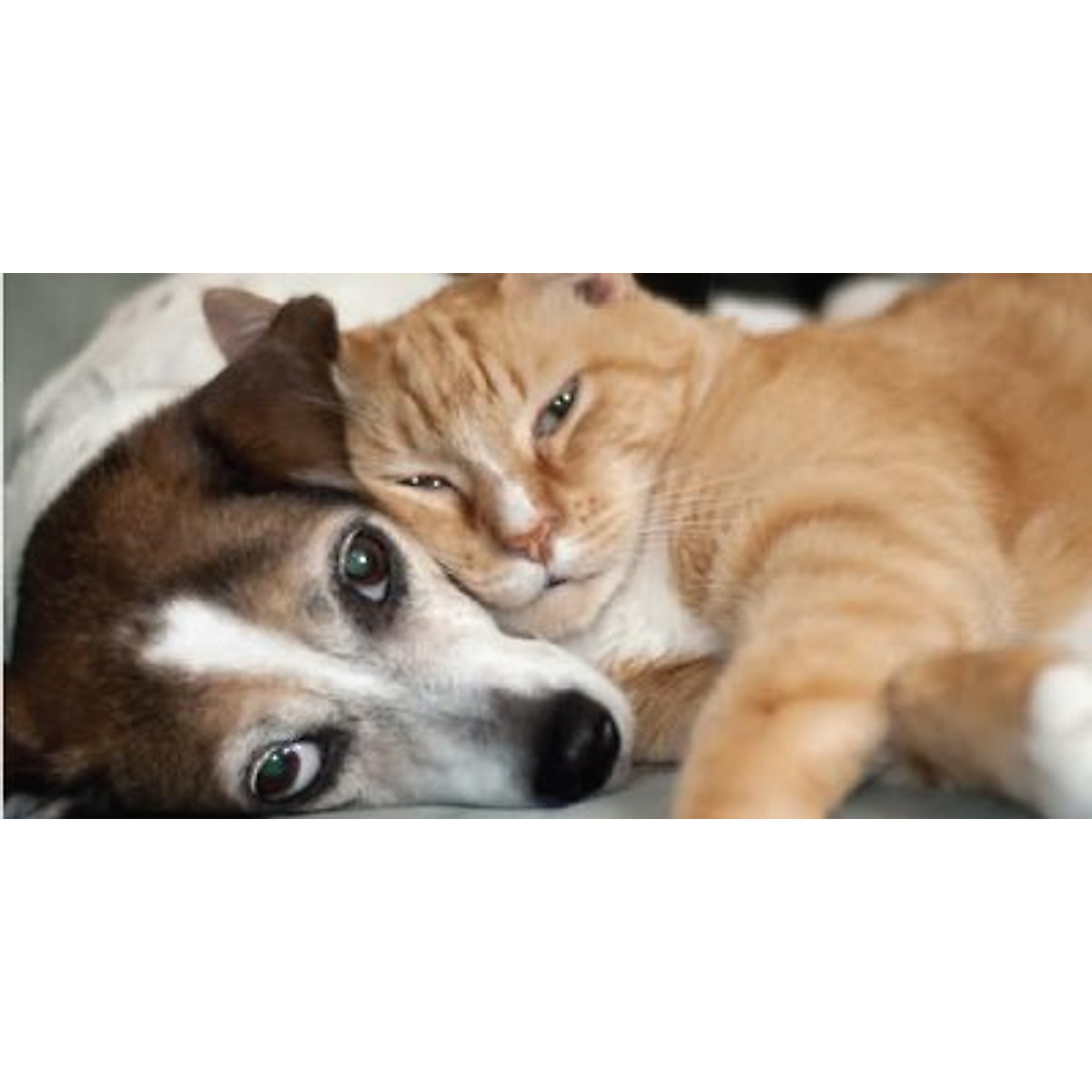 Dog Joint Supplement - Hip and Joint - Health and Support - for Dogs and Cats - msm for Pets - 2 Bottle (240 Chews)