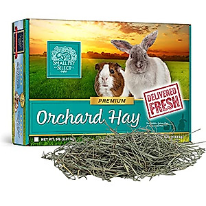 Small Pet Select Orchard Grass Hay Pet Food for Rabbits, Guinea Pigs, Chinchillas and Other Small Animals, Premium Natural Hay Grown in The US, 10 LB