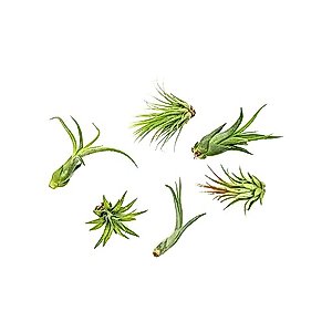 Tillandsia Air Plants Live Indoor Plants (6PK), Airplants Variety Live Plant Kit, Tropical Plants Live Houseplants, Air Plant Live Succulents Plants Live Plants Indoor House Plants by Plants for Pets