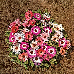 Outsidepride Livingstone Daisy Dorotheanthus Ice Plant Ground Cover Plant & Drought, Heat Tolerant Flower Mix - 5000 Seeds