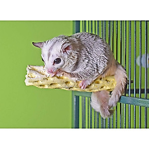 Exotic Nutrition Chew Toy Bundle - Natural Interactive Chew Toys - Chinchillas, Guinea Pigs, Hamsters, Rabbits, Degus, Prairie Dogs, Small Pets