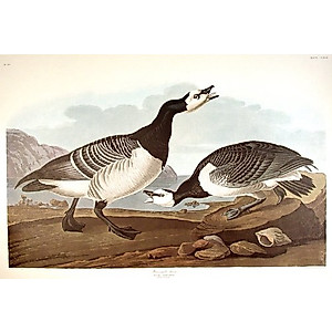 Barnacle Goose. From"The Birds of America" (Amsterdam Edition)