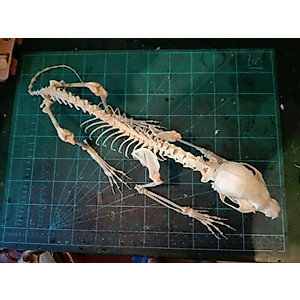 1Pcs Vulpes Vulpes Red Fox, Silver Fox, Cross Fox Skull Complete Animal Skeleton Specimen