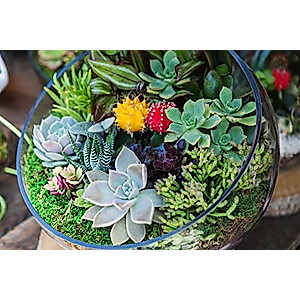 500pcs Mix Rare Succulent Seeds for Planting, DIY Bonsai Ornamental Plant Hardy Perennial