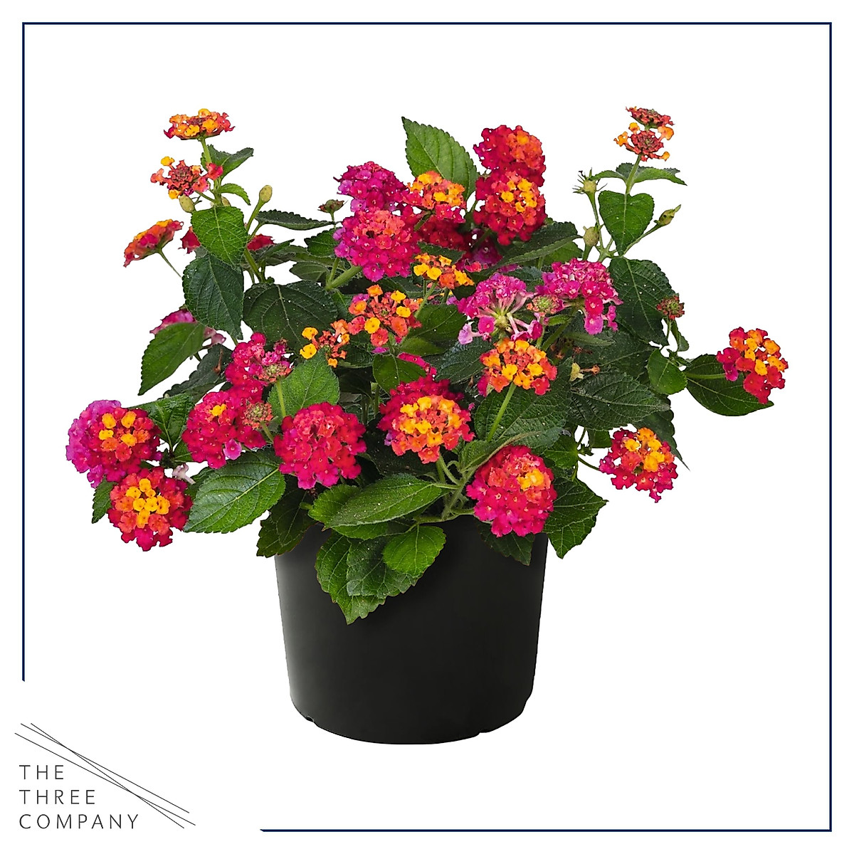 Live Flowering Lantana - Color Mix (2 Plants Per Pack) - Grower's Choice Multi Color Blooms, Healthy Blooming Pollinator, 8" Tall by 5" Wide in 1 Qt Pot