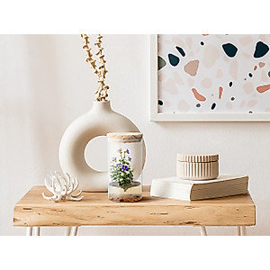 Bloomify Persian Violet (Exacum Affine) - Live Flower Terrarium in Self Sustaining Glass Jar, Maintenance Free and Blooms All-Season, Great Unique Gift and Home Decor, 100% Growth Guarantee