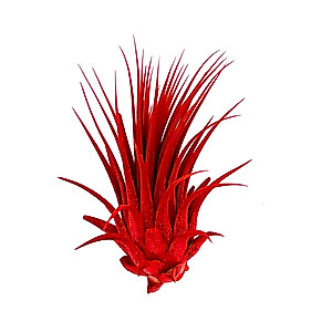 ragnaroc Air Plants - Dyed Tillandsia Ionantha, Regular 2-3" - 1ct - Live Arrival Guaranteed - House Plants for Home Decor & Gift, Jule Red