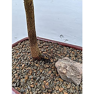 Dwarf Trident Maple Outdoor Bonsai Tree