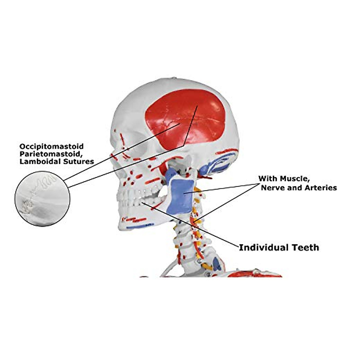 Vision Scientific VAS215-DC Medical Grade, Full Size Skeleton W Hand Painted Muscles & Ligaments | Thick Zip Dust Cover | Skeleton Wired for Natural Movement | Mounted on Roller Stand W Manual
