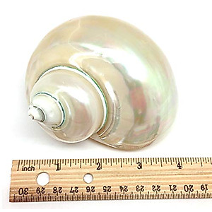 PEPPERLONELY 1 PC Polished White Jade Turbo Sea Shell, Hermit Crab Sea Shells, 4 Inch ~ 5 Inch