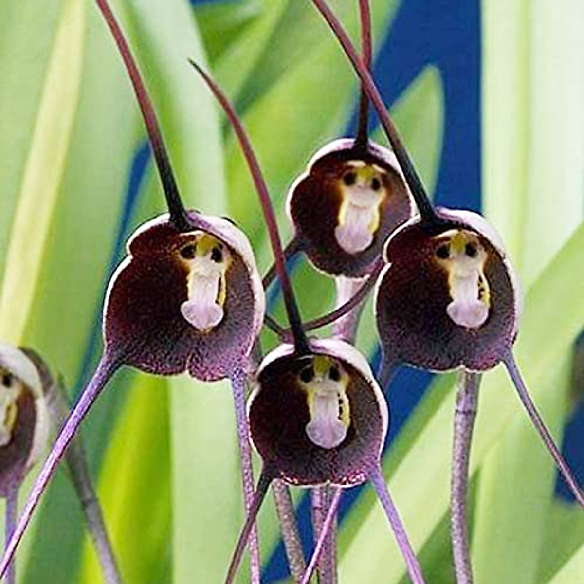QAUZUY GARDEN 100 Mix Rare Monkey Face Orchid Seeds for Planting - Rare ...