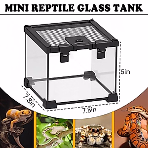 BNOSDM Reptile Tank,8" x 8" x 6" Mini Reptiles Terrarium,Full View Young Lizard Glass Tank,Small Amphibians Habitat Enclosure Cage for Tarantula,Frog,Hermit Crab,Isopods,Insects Breeding Box