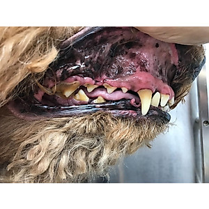 Dr Rose’s Gentle Earth Toothpaste for Pets | All Natural | Oganic | Veterinarian Formulated | Removes Tartar and improves Gum Health - 5oz Unflavored