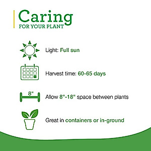 Bonnie Plants Chamomile 19.3 oz. 4-Pack