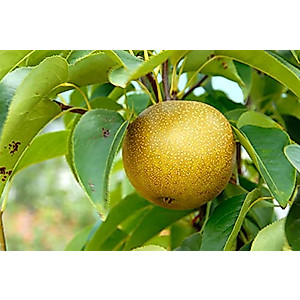 Asian Pear Tree Plant, 4 Feet to 5 Feet Tall, Sweet Fruit Tree, Ship Bare Root