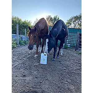 Smart Earth Camelina Horse Oil Supplement for Equine Care & Feed | Essential Oils for Joint Health | 1gal Jug