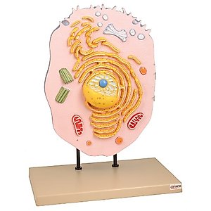 EISCO Plastic Animal Cell Electron Microscopic Structure, 3D Model