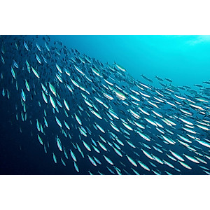 Season Sardines in Water – No Salt Added, Wild Caught, 22g of Protein, Keto Snacks, More Omega 3's Than Tuna, Kosher, High in Calcium, Canned Sardines – 4.37 Oz Tins, 12-Pack