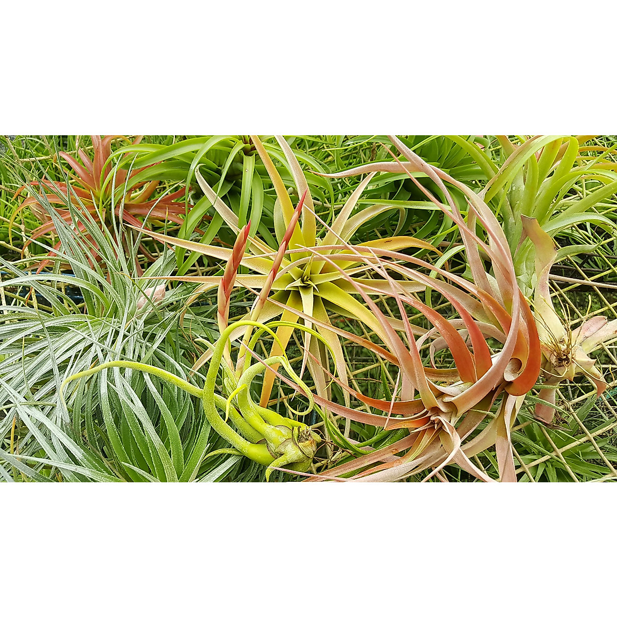 TDG The Drunken Gnome Tillandsia Air Plants Assorted Variety Pack, 3 X-Large