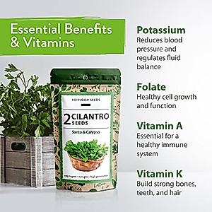 2 Types of Cilantro Seeds - 250 Calypso & 250 Santo Cilantro Seeds for Planting Indoors, Hydroponics or Aerogarden - Heirloom Seeds, Non-GMO, Santo Plant Seeds - Herb Seeds for Your Indoor Herb Garden