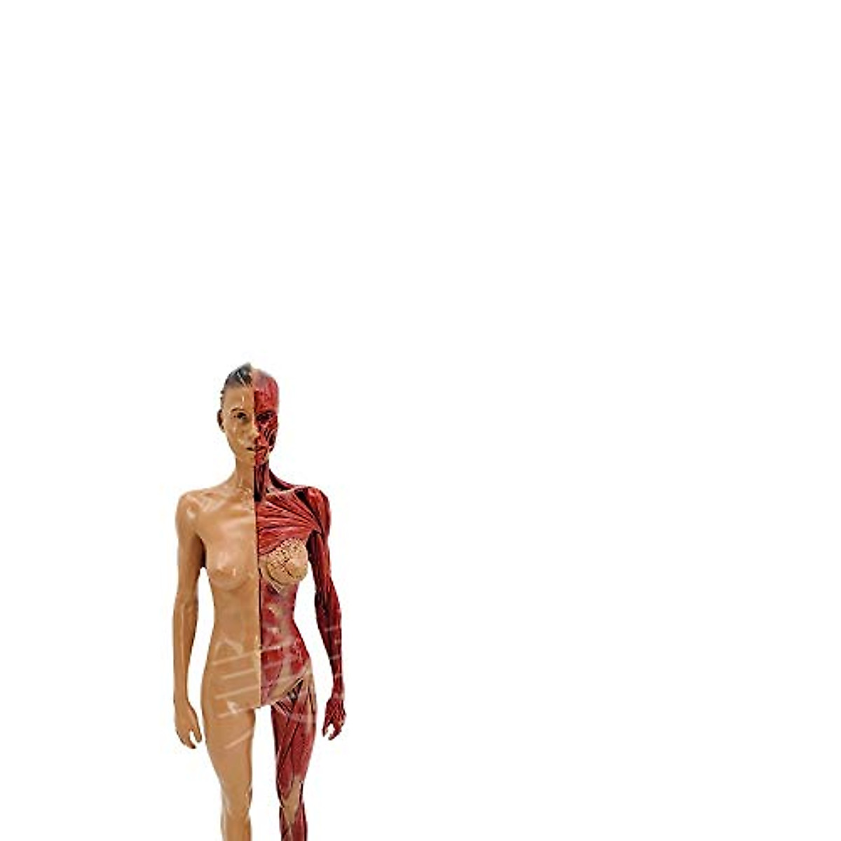Human Body Musculoskeletal Anatomical Model for Study and Teaching (30CM1)