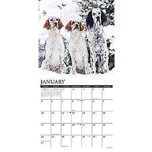Just English Setters 2021 Wall Calendar (Dog Breed Calendar)