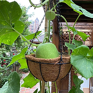 HALEDAZE 2 Pack 14 Inch Round Coco Liners for Hanging Basket, Coconut Fiber Replacement Outdoor Garden Decoration for Planters Flower Pot