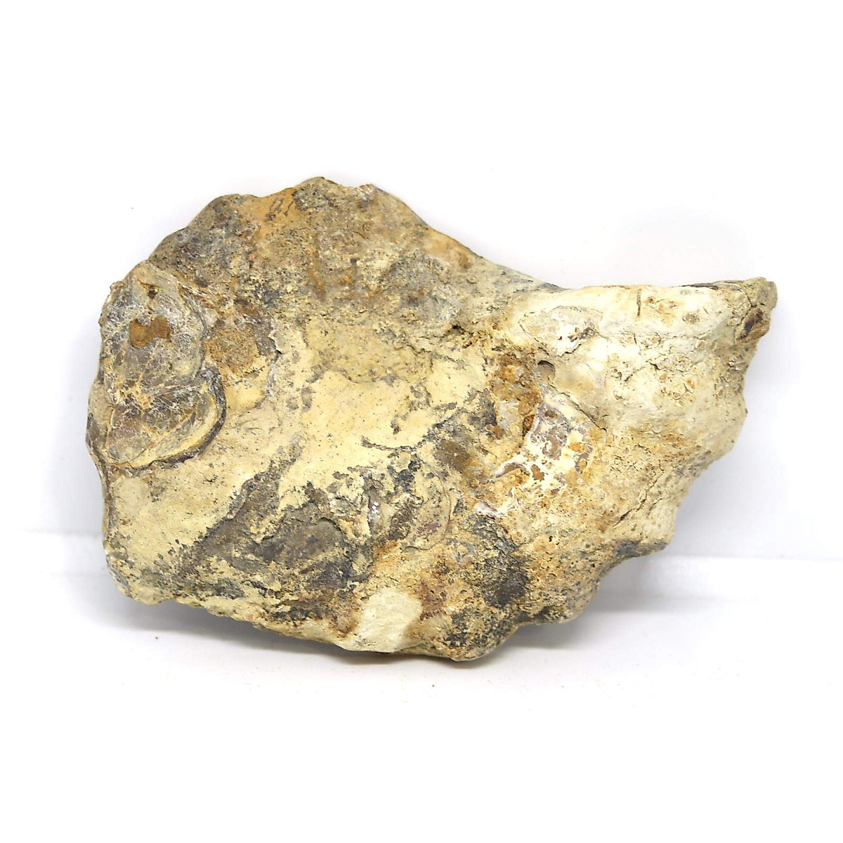 Ammonite Acanthoceras Split Polished Fossil Texas 96 MYO w/Label #16254 29o