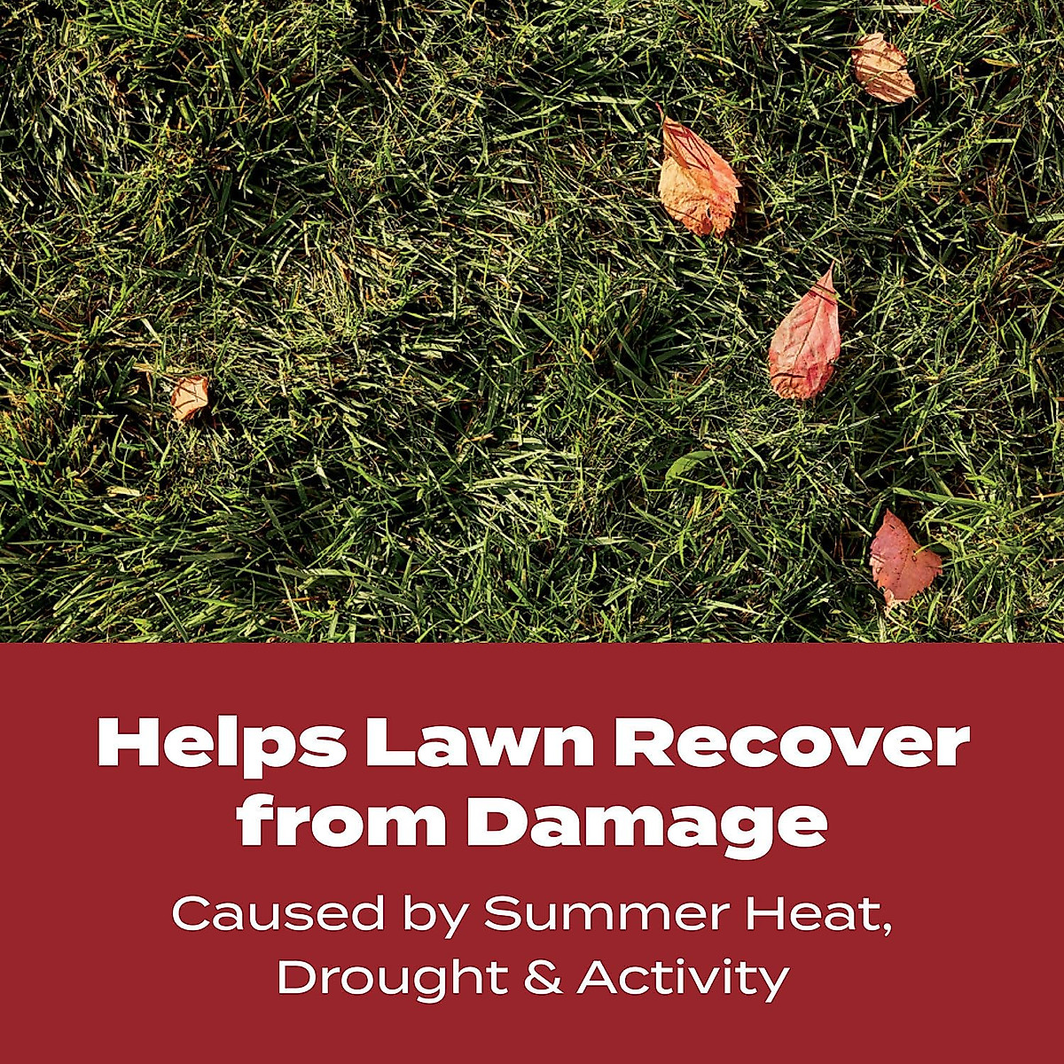 Scotts Turf Builder WinterGuard Fall Lawn Fertilizer for All Grass Types, 4,000 sq. ft., 10 lbs.