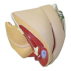Walter Products B10445 Female Genital Model, Life Size, 4-Parts