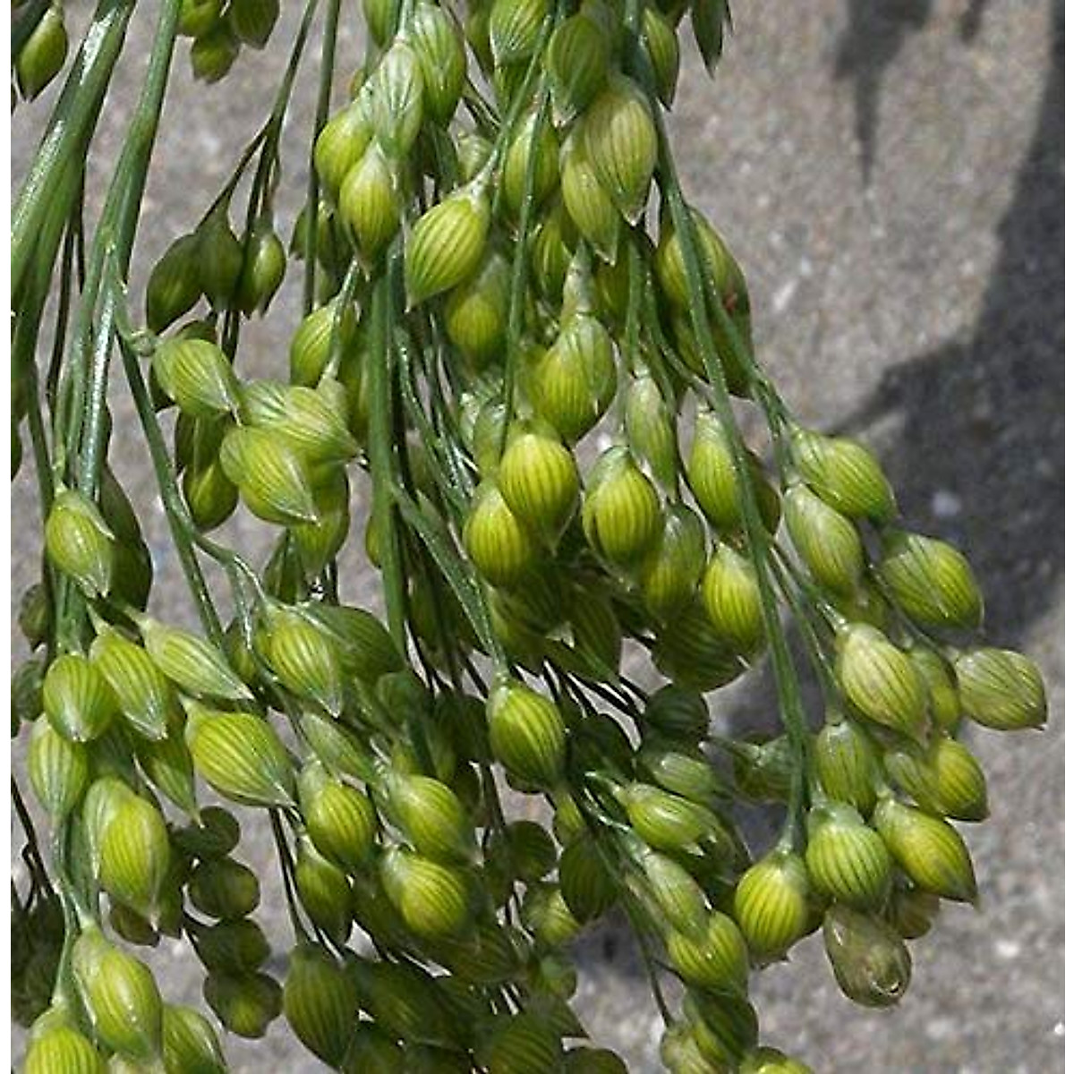 Proso Millet - Makes Great Amounts of Seeds for Birds - Beautiful in The Garden(100 - Seeds)