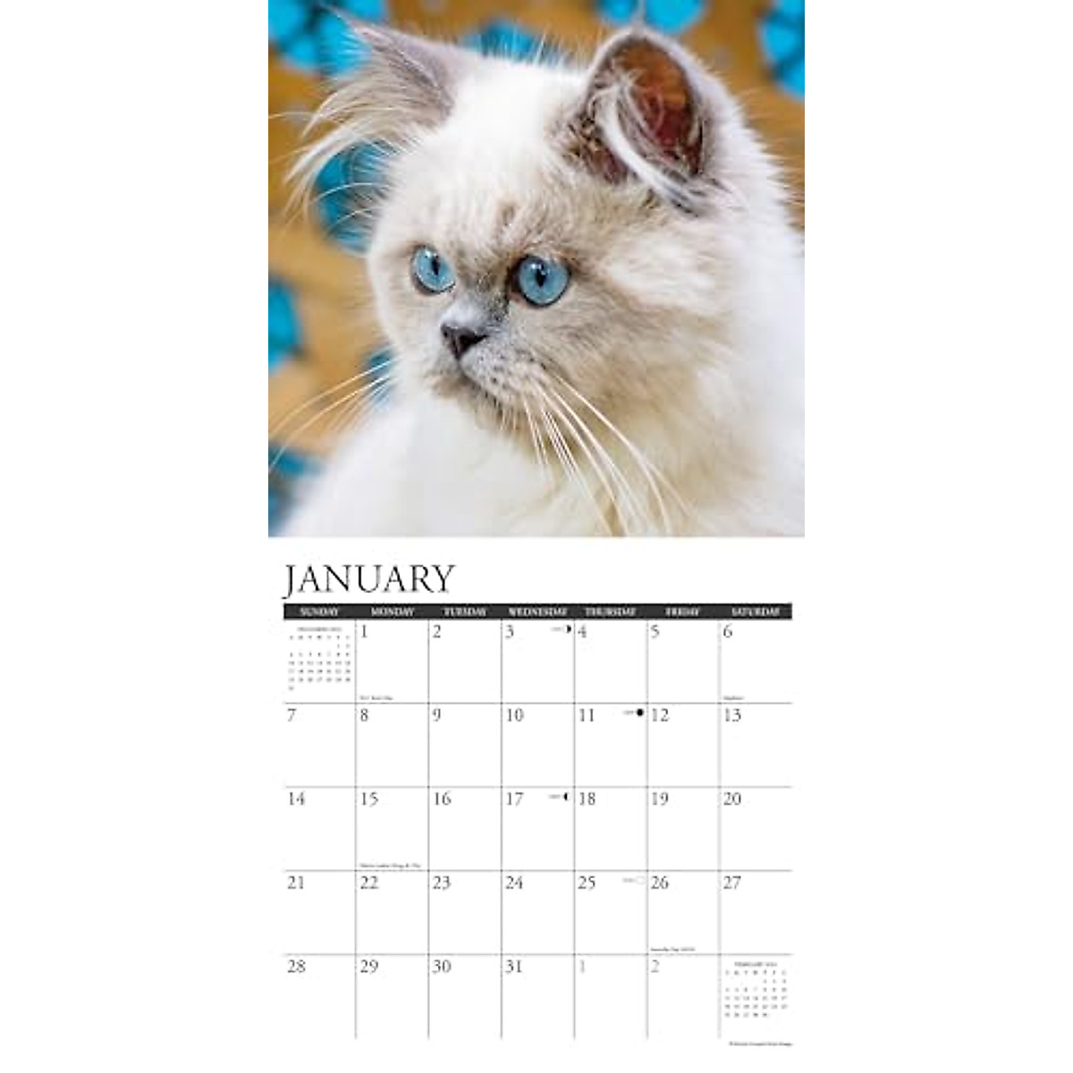 Willow Creek Press Himalayan Cats Monthly 2024 Wall Calendar (12" x 12")