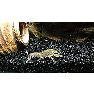 1 LB Gorgeous Aquarium Decoration - Aquarium Black Bottom Sand - Succulents Pavement