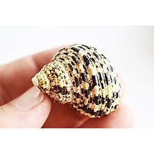 FSG - Select 10 Hermit Crab Shells Deluxe Turbo Changing Seashells Medium 1"-2" Size (Opening Size 1/2" - 1") Beautiful
