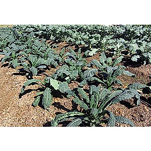 1000+ Kale Mixed Seeds, This is a Mix!!! Dwarf Blue Curled, Lacinato Dinosaur, Siberian Dwarf, Russian Red, Heirloom Non-GMO USA Grown