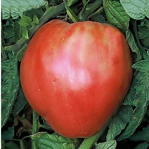 75+ Pink Oxheart Tomato Seeds- Heirloom Variety