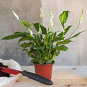 JERIA 100-Pack 6 Inch Plastic Plant Nursery Pots Come with 100 Pcs Plant Labels, Seedling Flower Plant Container and Seed Starting Pots