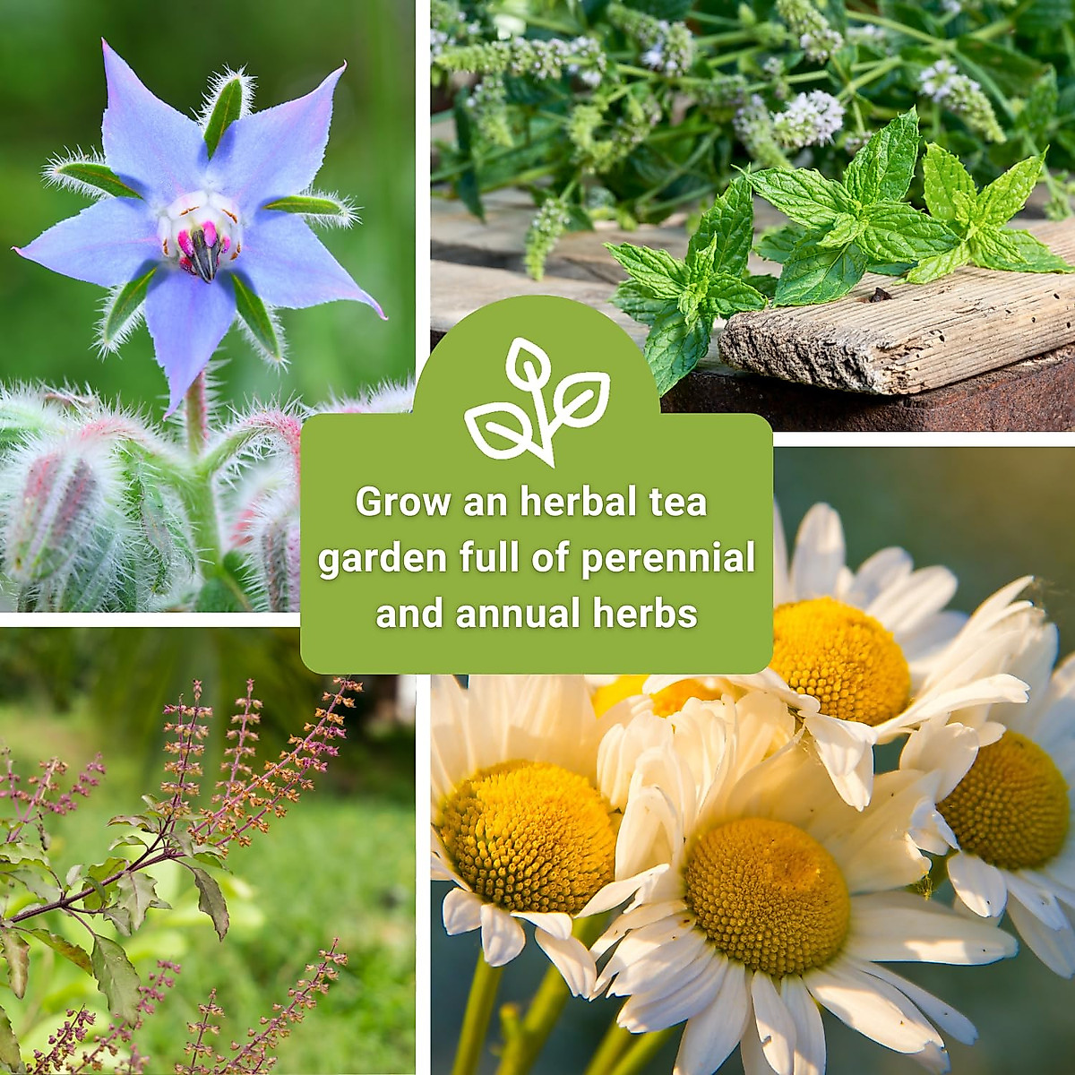 Sow Right Seeds - Large Herbal Tea Garden Seed Collection - Lemon Balm, Mint, German Chamomile, Lavender, Echinacea, Holy Basil, Calendula, Borage, Hyssop, Peppermint Non-GMO Heirloom Seeds