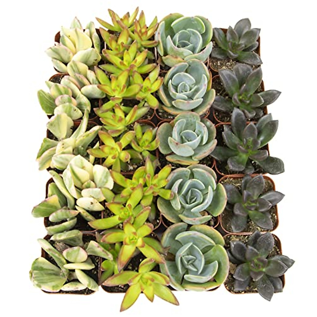 Succulents Plants Live (20PK) Potted Succulent Plants Live House Plants, Cactus Plants Live Plants Indoor Plants Live Houseplants, Indoor Plant Succulents Live Plant House Plant by Plants for Pets