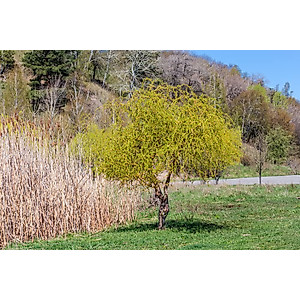 Gold Curly Willow Trees - Fast Growing Attractive Good Luck Trees - East to Grow Landscape, Garden or Yard Trees. (4 Cuttings)