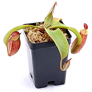 Sphagnum Moss Potting Mix Soil for Carnivorous Plants, Potting Orchid, Sarracenia, Pitcher Plants, and More, All Natural (1 Qt)