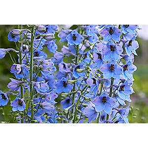 Larkspur Rocket Light Blue Flower Seeds, 250+ Seeds Per Packet, (Isla's Garden Seeds), Non GMO & Heirloom Seeds, Botanical Name: Consolida ajacis, Great Home Garden Gift