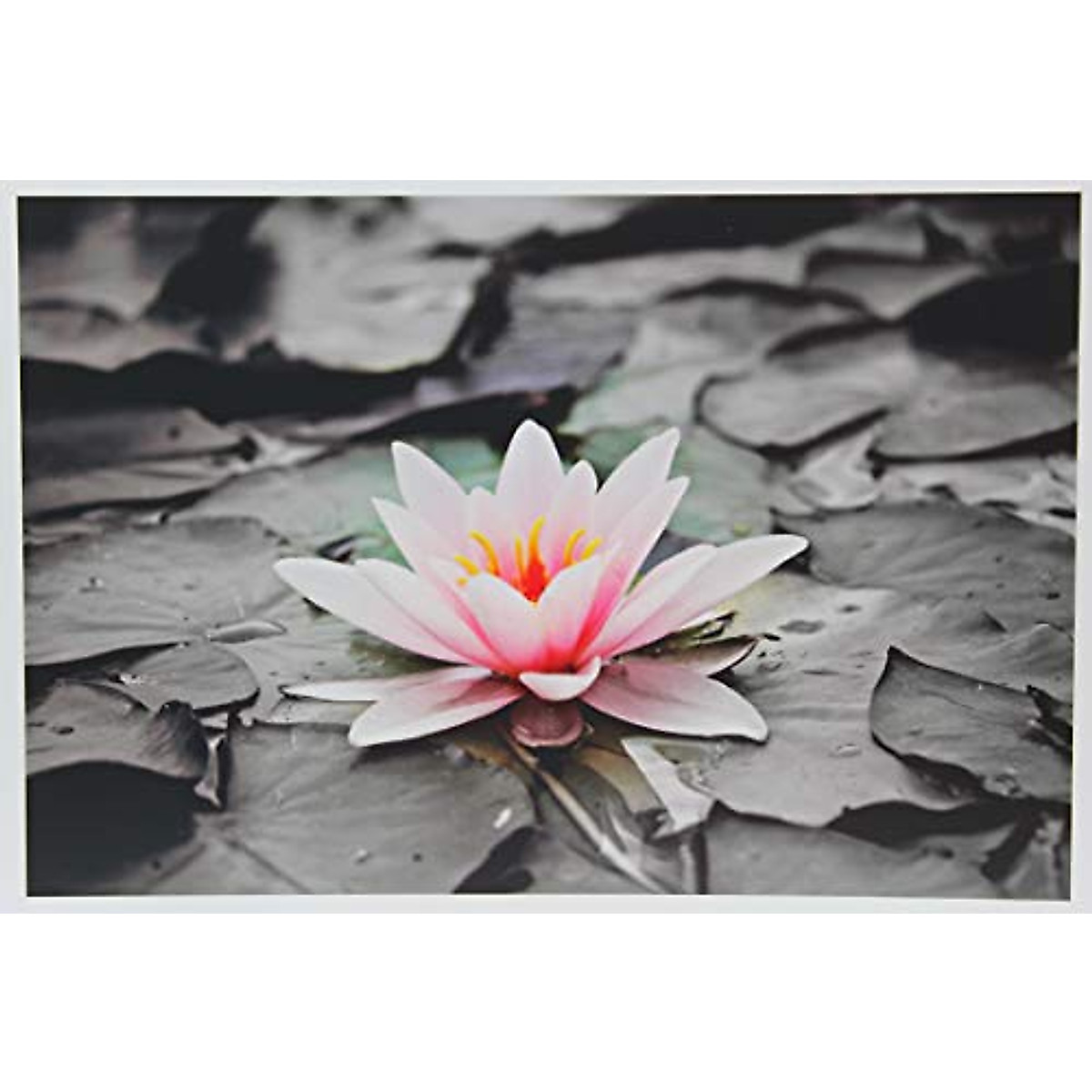 PPD 50 Sheets Inkjet Glossy Photo Paper - 11x17 inch Tabloid Size - 49lbs 180gsm 9.9mil - Instant Dry and Water Resistant (PPD-41-50)