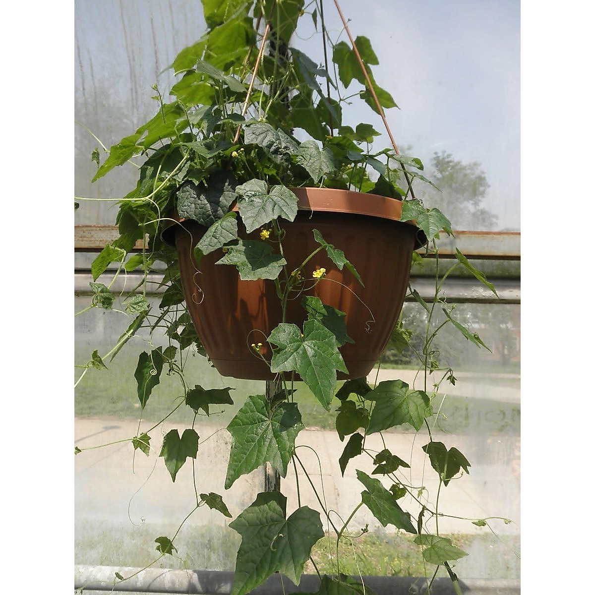 70pcs Cucamelon Seeds - Mexican Sour Gherkin Mini Thumb Watermelon Vegetable - Easy Planting Tips for Home Gardeners