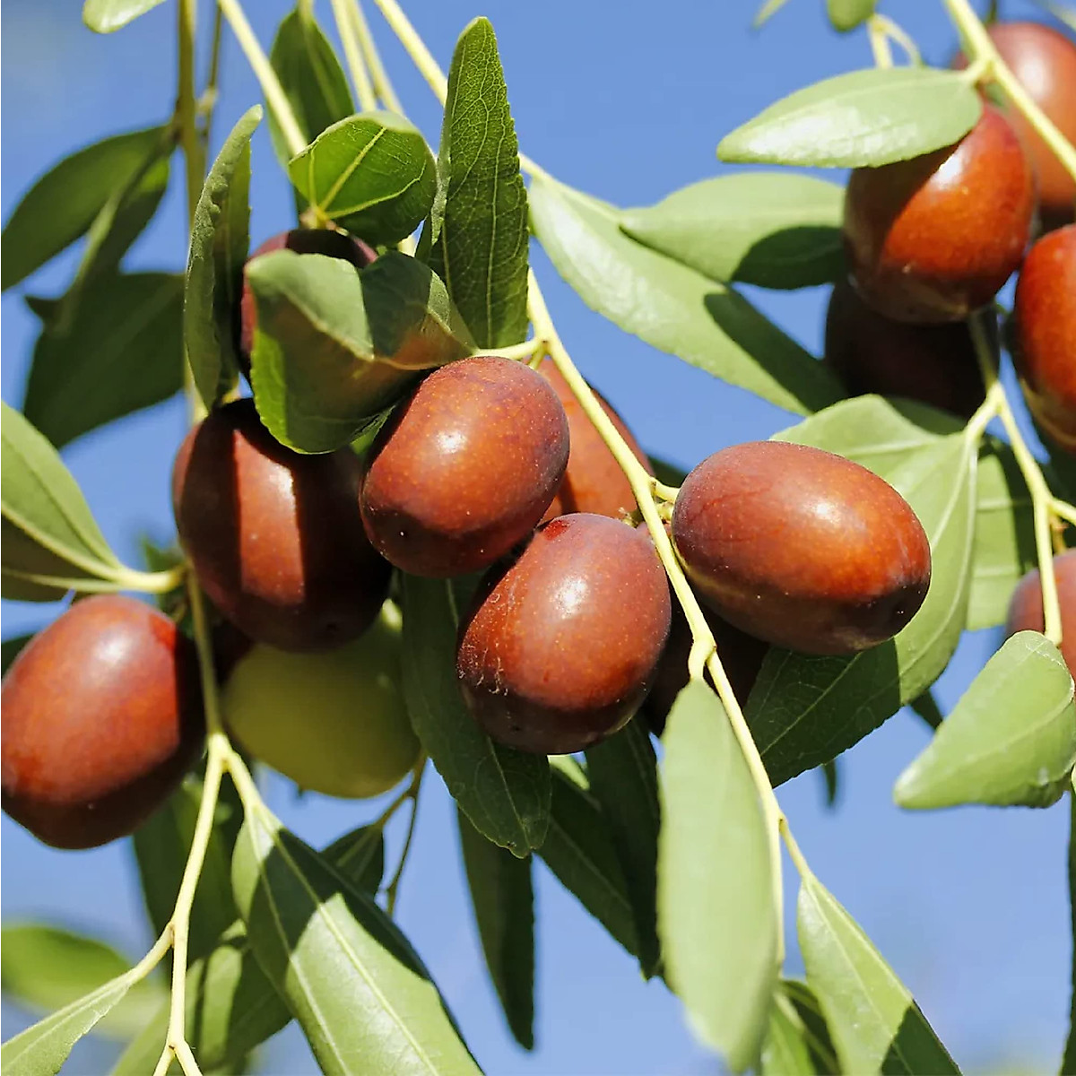 CHUXAY GARDEN Indian Jujube Seed 8 Seeds Ziziphus mauritiana Fruit Tree Drought Tolerant Sweet Edible Fruit Great Gardening