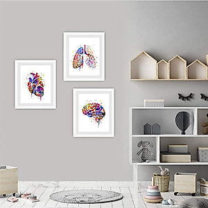 Dignovel Studios Unframed (Set of 3) 8X10 Human Anatomy Watercolor art print set Heart Lung Brain wall prints dnc23