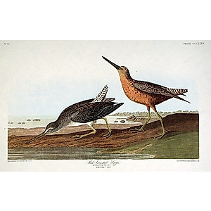 Red-breasted Snipe. From"The Birds of America" (Amsterdam Edition)