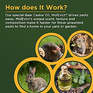 Baar Products - MolEvict Lawn Mole Castor Oil - Lawn & Garden Protection - Up to 20,000 Sq. Ft. of Coverage - 1 Gallon