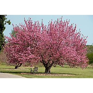 Okame Cherry Blossom Plant - Japanese Cherry Blossom Tree for Planting (6''-10'' Tall) - Not Ship AZ, CA