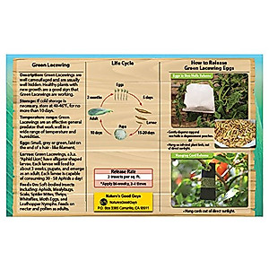 Bug Sales Green Lacewing Eggs on Hanging Card - 1000 Count